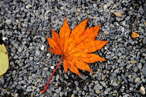 紅葉した落ち葉の無料写真素材 フリー