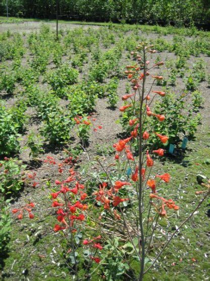 Delphinium Nudicaule Sevenoaks Native Nursery