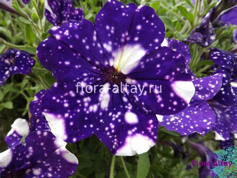 Петуния Night Sky | Flora Altay