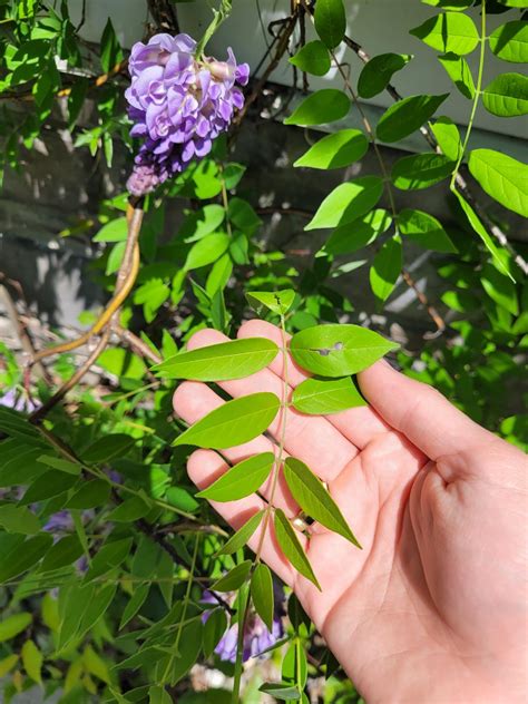 American Wisteria Propagation R Nativeplantgardening