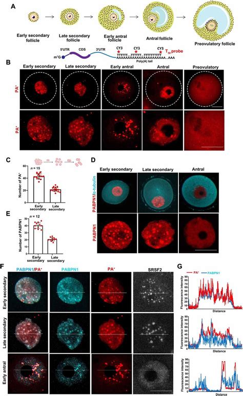 Mrna With Polya Tails Pa And Pabpn1 Are Colocalized In Growing Download Scientific