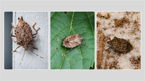 Stink Bug Lifespan And Habitat How And Where They Live