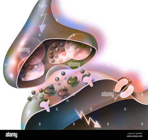 Dendrite Synapse