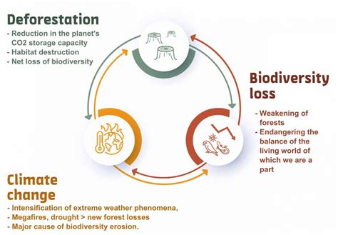 Deforestation Effects Diagram The Flow Chart Illustrates The