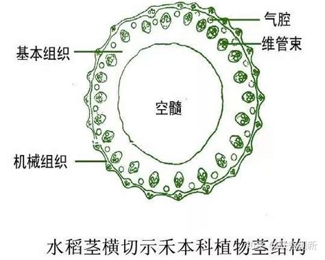 科普 巨型稻，懒人稻，这些奇妙的水稻你了解多少 知乎
