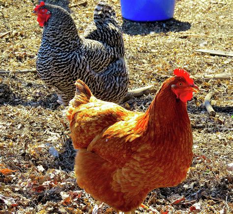 Red Barred Rock Chickens Barred Rock Chicken Breed Guide Plymouth