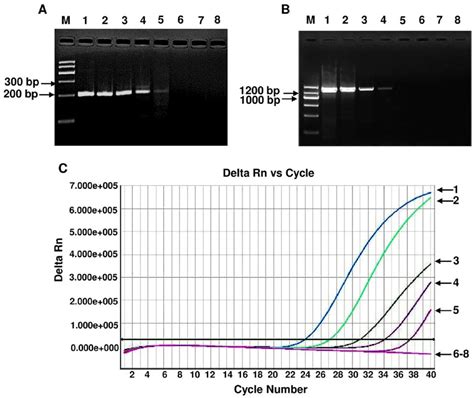 Development Of Isothermal Recombinase Polymerase 49 Off