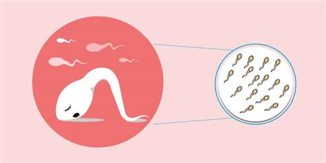 Low Sperm Count Sperm Deficiency Symptoms Causes And Treatment