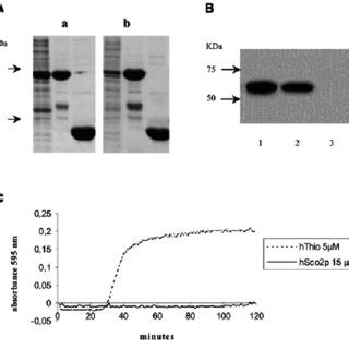 Characterization Of The Human C Terminal Portion Of Wild Type And Download Scientific Diagram