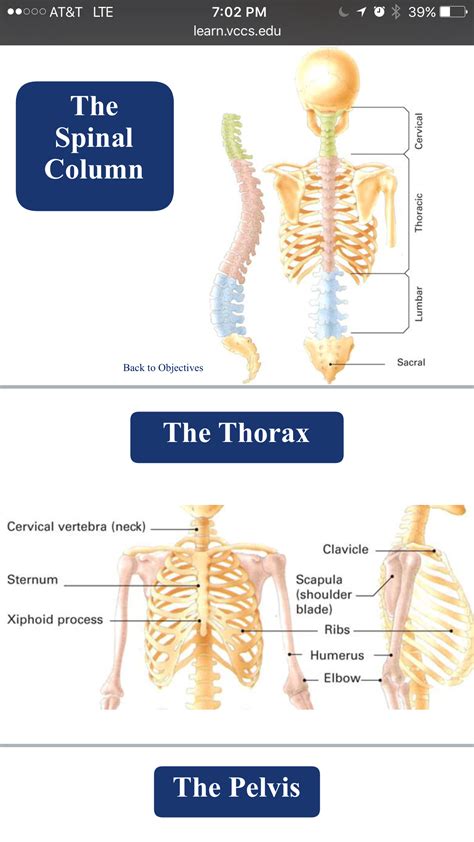 Xiphoid Process Vertebral Level