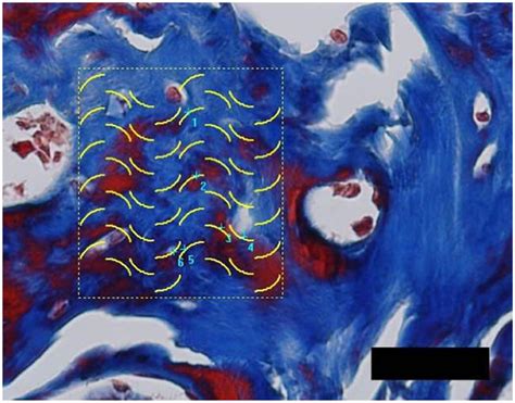 Representative Images From The Stereological Analysis Ninety Six