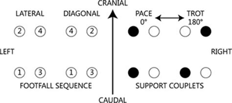 Diagram Illustrating The Footfall Sequences And Support Couplets