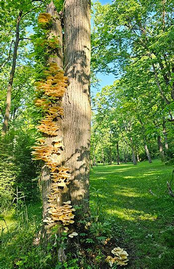 Pleurotus Citrinopileatus