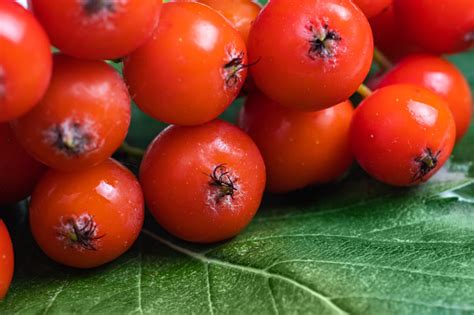 잘 익은 과일을 클로즈업하는 로완 가지 로완 나무 가지에 빨간 로완 열매 잘 익은 로완 열매 가을에 대한 스톡 사진 및 기타 이미지 Istock