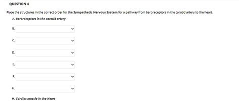 Solved Answers You Can Put Brainstem First Order Sensory Neuron Hypothalamus Postganglionic