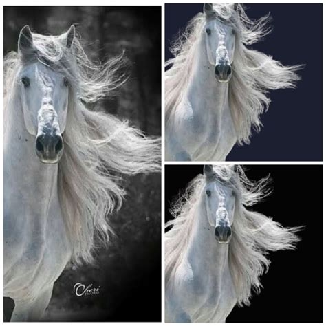 Remove Unwanted Backgrounds From Your Photos And Pictures By Steve01k Fiverr