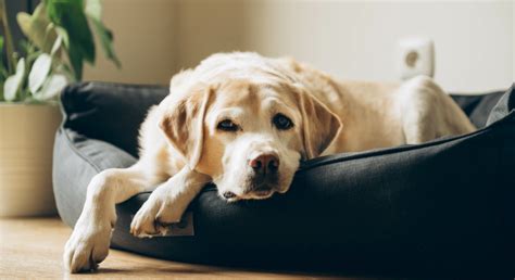 Benefits Of Canine Massage Pawsitive Strides Rehabilitation And Therapy