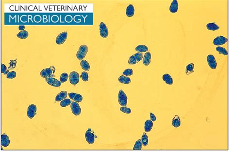 نمای میکروسکوپی و کلنی گونه های میکروسپوروم Microsporum Spp آزمایشگاه مجازی میکروب شناسی
