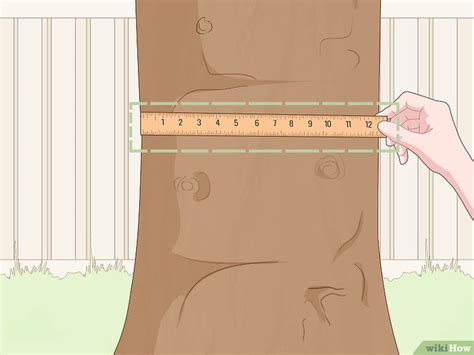 How To Measure The Diameter Of A Tree Accurate Ways