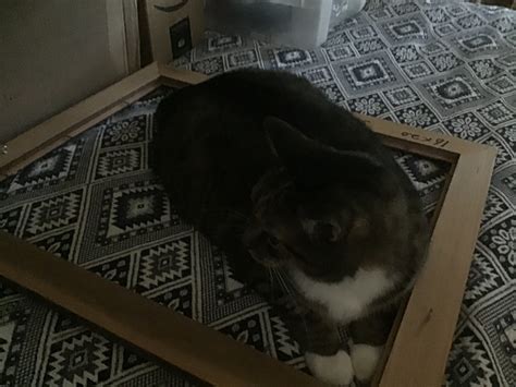 Cat Imgflip
