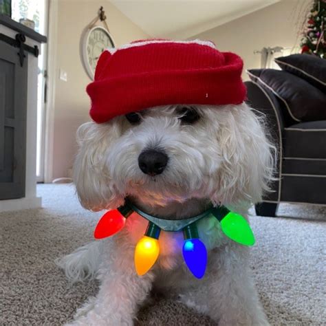 Jared Patchett Twitch Rivals 3 Community Champion Gaming With Fortnite Linkedin