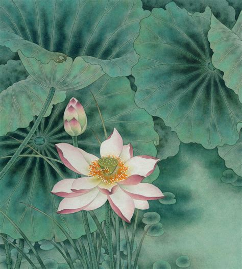 蓮 屬於蓮科的草本植物 形態特徵 生長特性 生物學習性 生態習性 開花習性 分布 中文百科全書