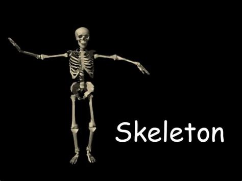 Skeleton And Bones Ppt