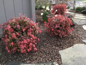 Nandina One Of Sonoma Countys Most Versatile Plants