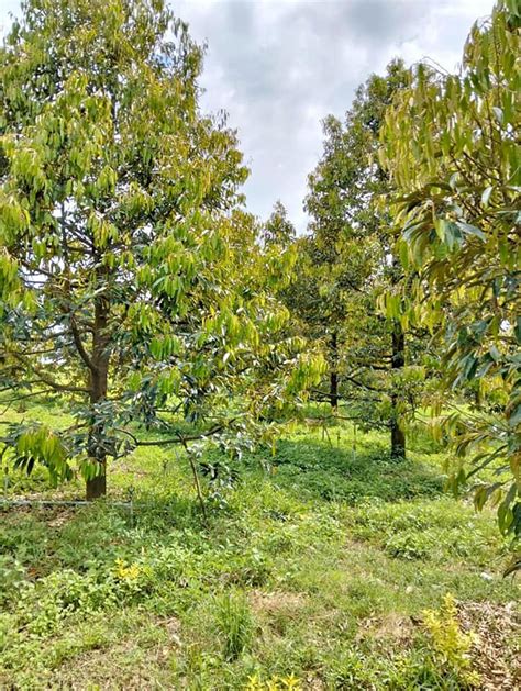 លក់ប្រញាប់លុយខ្លាំងលក់ទំលាក់តម្លៃពី85 000 នៅ 65 000 ចរចា 🏡កំពង់ស្ពឺ ផ្លូវជាតិលេខ៤ ភ្មុំពេញ កំពង