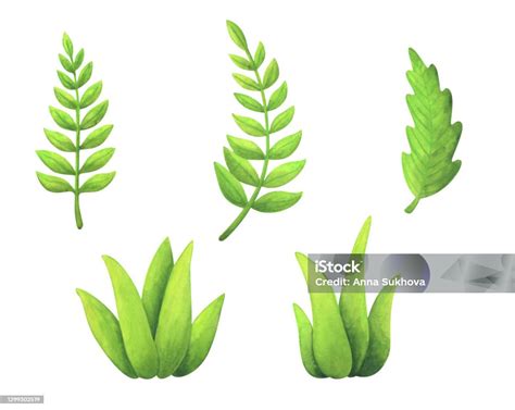 밝은 녹색의 열대 식물 다른 모양 풀밭 잎 단풍이 있는 가지 어린이 스타일의 수채화 일러스트레이션 꽃 클립 아트 세트 장식을위한 흰색 배경에 고립 된 단풍 0명에 대한 스톡