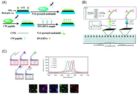 A Schematic Representation Of The Novel Peptide Based Cnt Biosensor