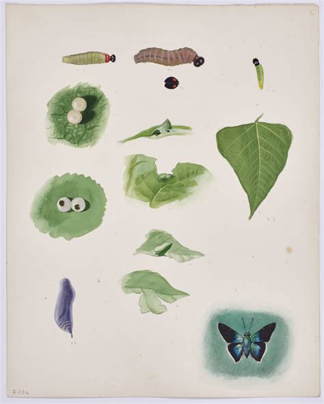 Learn About Butterflies Day Instagram Wcs Archives Blog