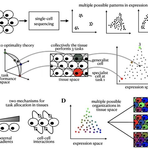 pareto optimality framework a single cell rna sequencing data in
