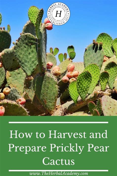 How To Harvest And Prepare Prickly Pear Cactus Herbal Academy