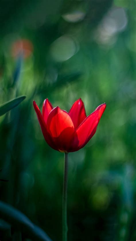 Red Depth Of Field 1080x1920 Wallpaper Teahub Io