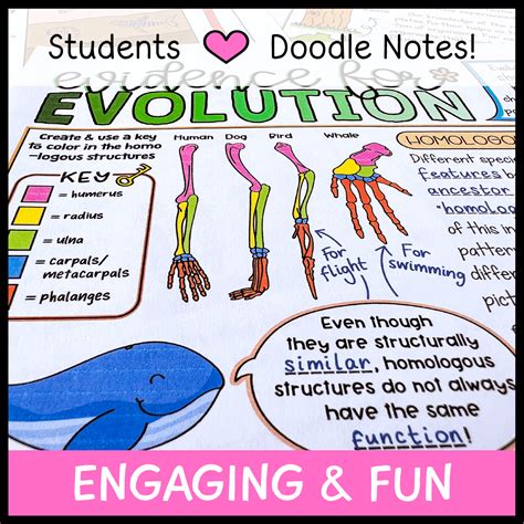 Evidence For Evolution Doodle Notes Emmatheteachie
