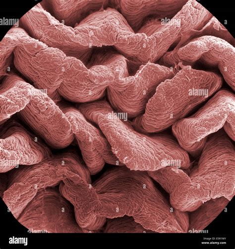 Scanning Electron Micrograph Sem Of An Absorptive Epithelial Cells Lining The Surface Of The