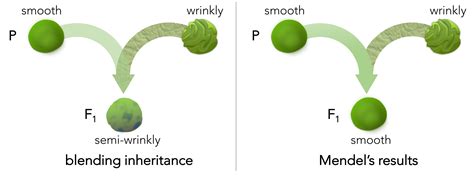 Mendel And The Gene E Chapter The Biology Primer