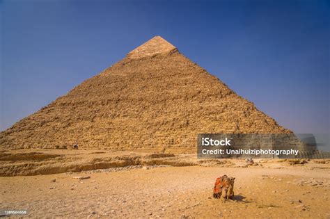 카프레의 피라미드에 앉아 낙타 기자의 피라미드는 세계에서 가장 오래된 곰팡이 기념물입니다 카이로의 도시에서 이집트 0명에 대한