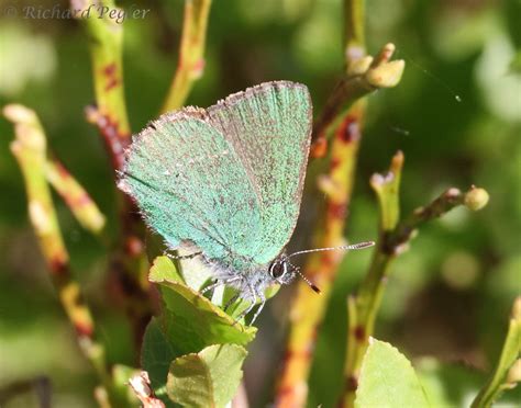 Pegler Birding Chartley Moss On 27th May 2023