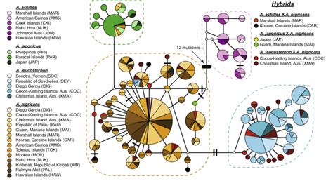 Median Joining Statistical Parsimony Networks Based On 491 Bp Of Download Scientific Diagram