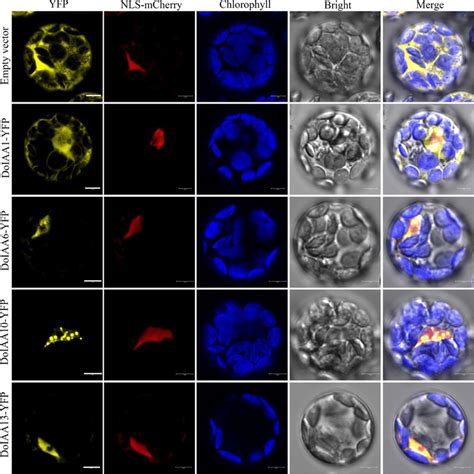 Subcellular Localization Of Yfp Doiaa1 Yfp Doiaa6 Yfp Doiaa10 Yfp