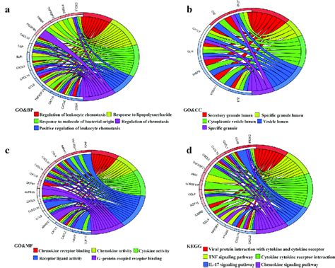 Functional Enrichment Analyses In 45 Irdgs The Go Enrichment Analysis