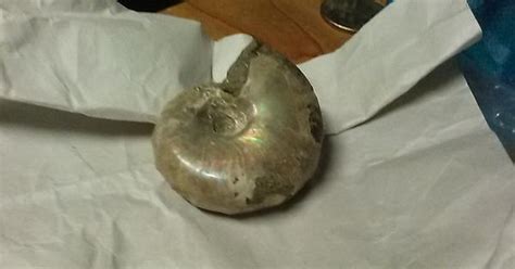 I Bought An Opalized Fossil Today Imgur
