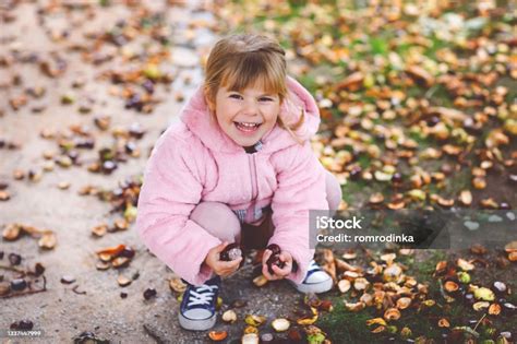 사랑스러운 귀여운 유아 소녀는 가을 날에 공원에서 밤을 따기 밤과 단풍을 검색 재미 행복한 아이 아이들과 함께 가을 활동 가을에 대한 스톡 사진 및 기타 이미지 Istock