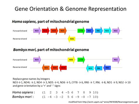 Ppt Genome Rearrangements Powerpoint Presentation Free Download Id6122349