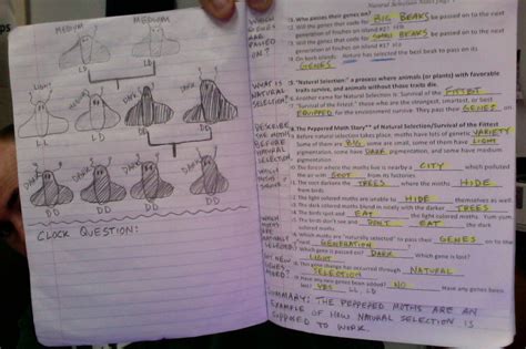 Natural Selection Notes