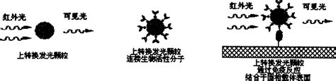 Up Conversion Luminous Biosensor Eureka Patsnap