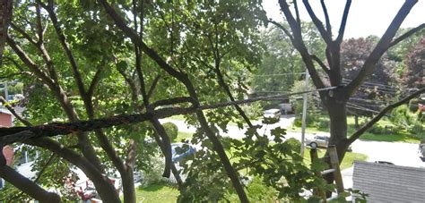Tree Bracing In The Montreal Area Shore MC Tree Service