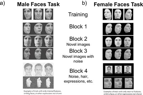 Male And Female Face Recognition Tasks Task Outlines Of The A Male